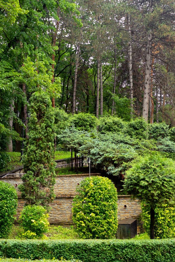 Rain on the path stock photo. Image of path, nature - 101696690