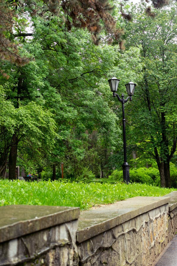 Rain on the path stock photo. Image of path, nature - 101696690
