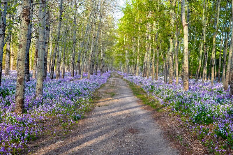 Spring path stock photo. Image of beautiful, outdoor, japan - 34194