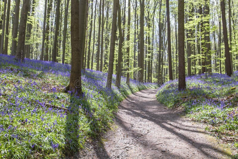 Path in Springtime Woodland with Bluebells Stock Image - Image of ...