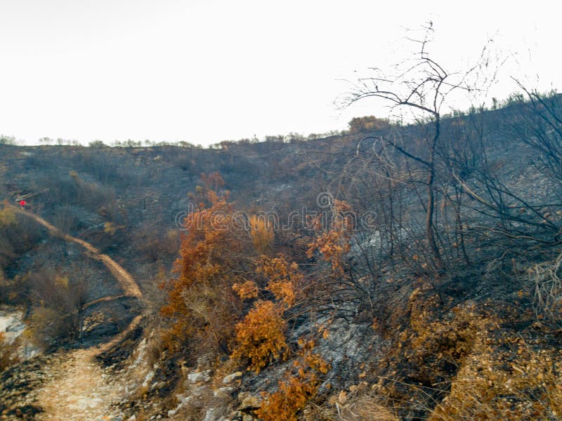 Path through a Stark Landscape of Charred Trees, Aftermath of a Fire ...