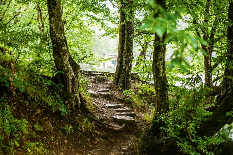 Path and Steps in the Beautiful Magic Forest Stock Image - Image of ...