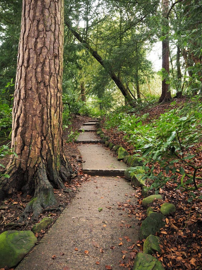 Path and Steps through a Garden with a Tall Tree Trunk Stock Photo ...