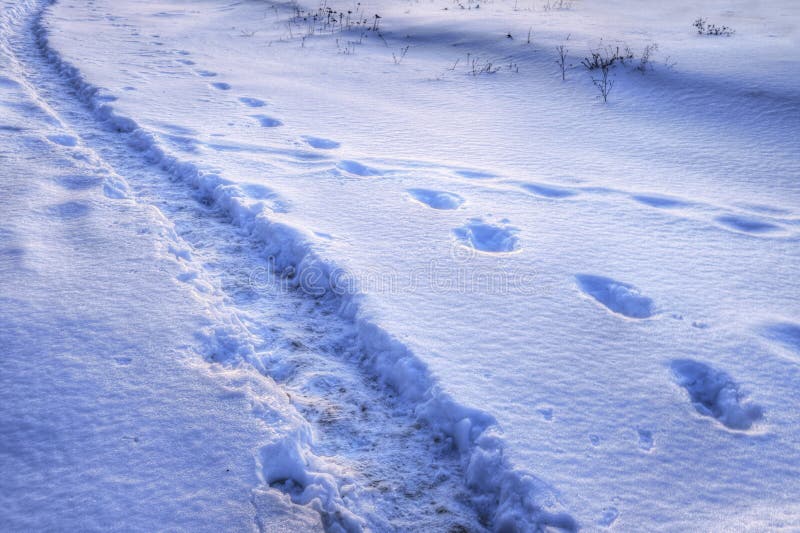 Footsteps in the snow stock photo. Image of stamping, footmark - 1176422