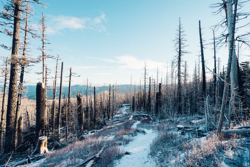 Path Through Storm Ravaged Forest Stock Photo - Image of recovering ...
