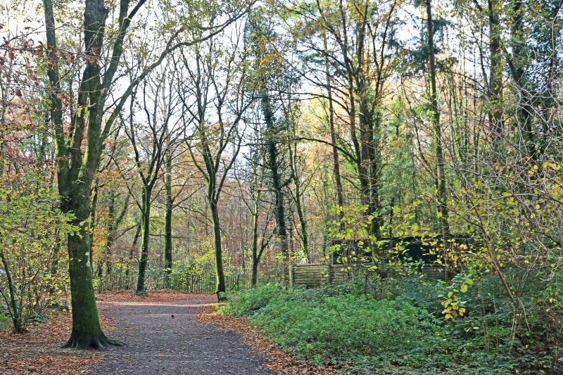 Stover Country Park, Devon, in Autumn Stock Image - Image of devon ...