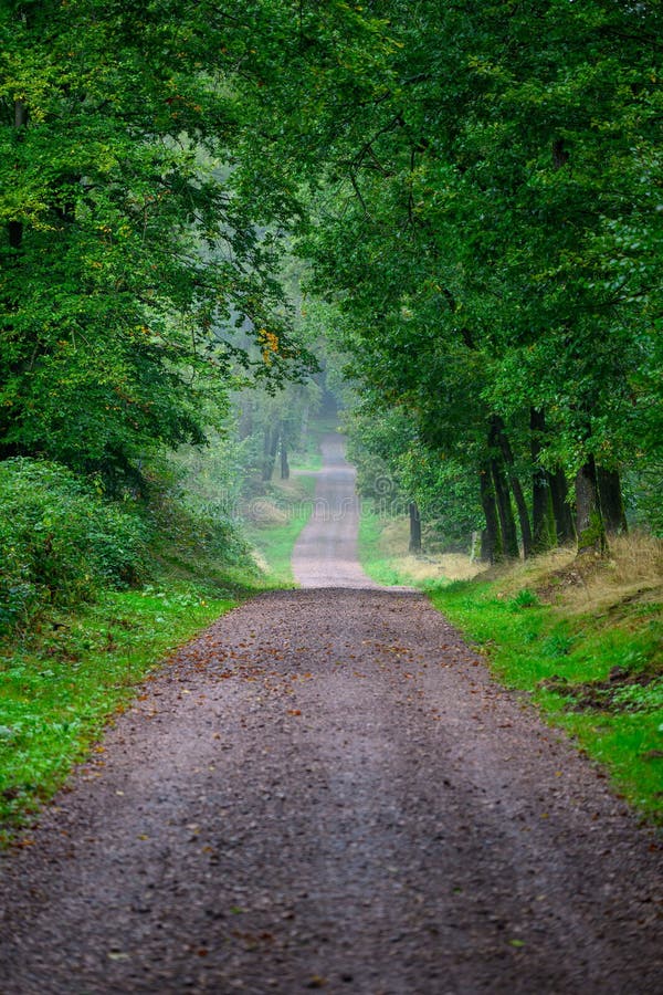 The Road in Autumn and Thick Fog Stock Photo - Image of foggy, morning ...