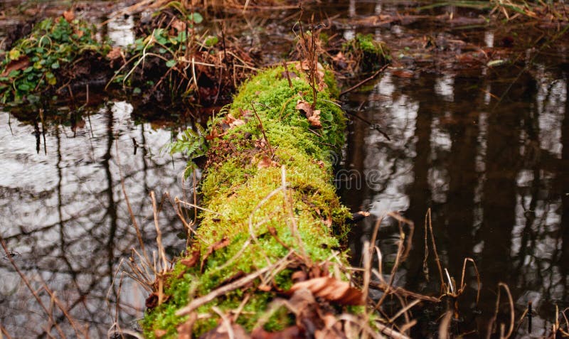 Path through the Stream Covered with Moss Stock Photo - Image of leaf ...