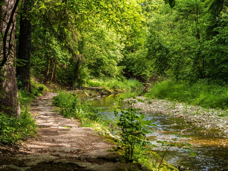 Path and Stream in the Forest Stock Image - Image of tree, water: 42420903