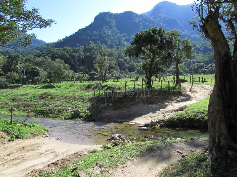 Path and Stream in the Forest Stock Image - Image of tree, water: 42420903