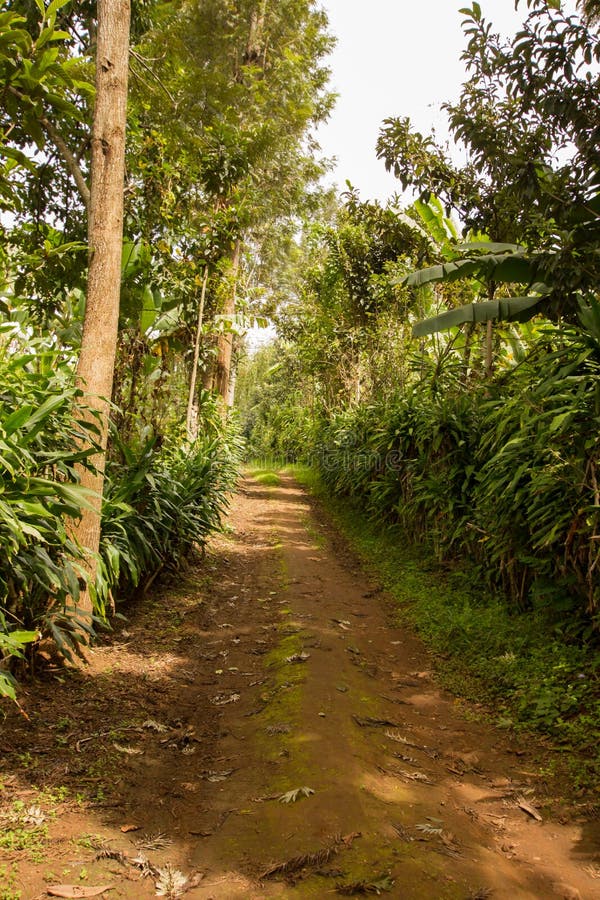 Path or Street in an African Village Stock Photo - Image of flora ...