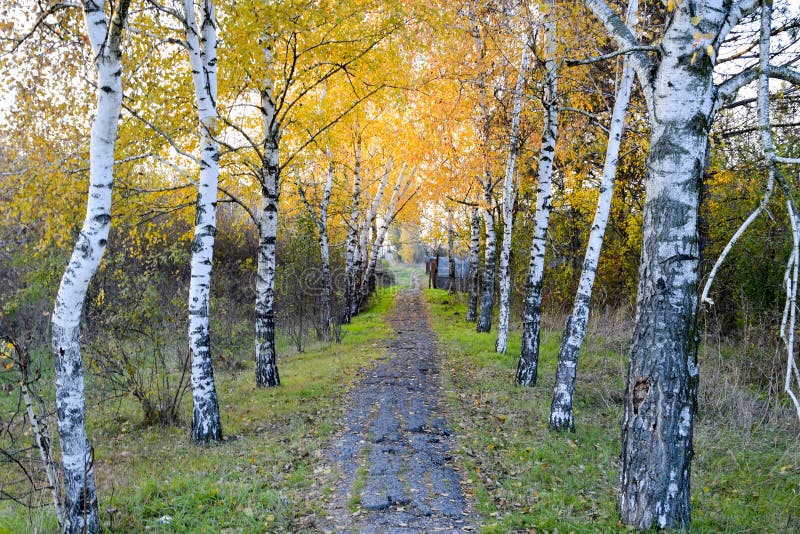 The Path Strewn with Autumn Yellow Leaves of Trees. Autumn Alley Stock ... The Path Strewn with Autumn Yellow Leaves of Trees. Autumn Alley Stock ...