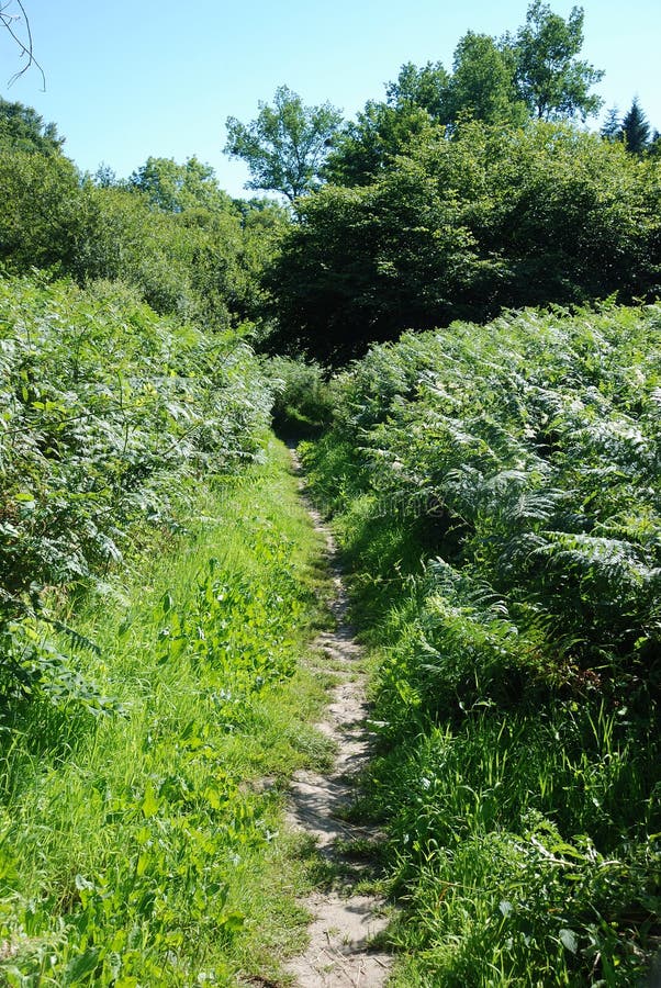 A path in summer stock image. Image of grass, outdoor - 173607323