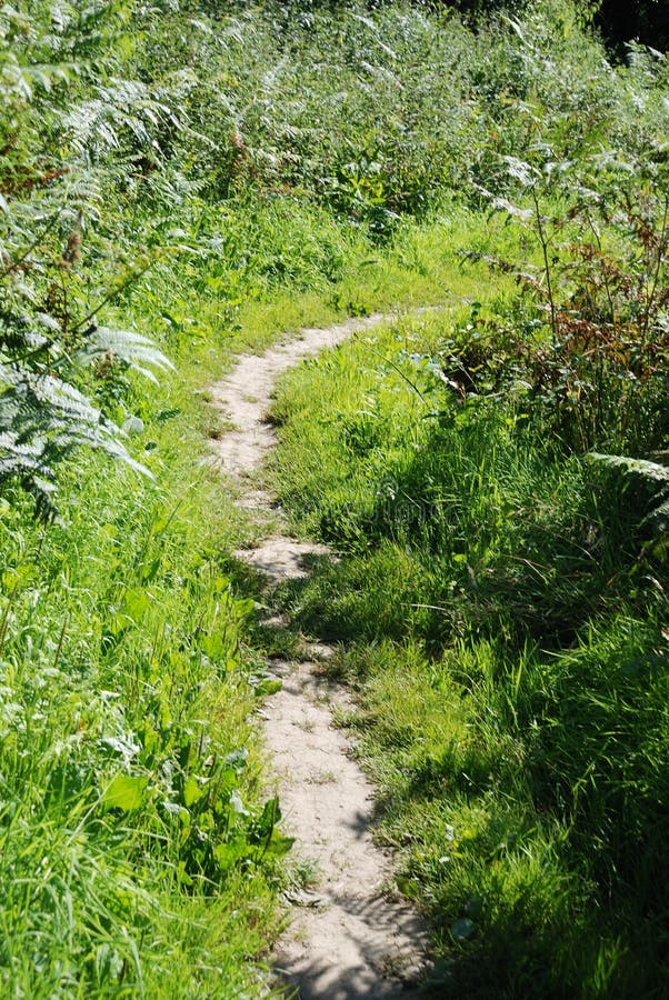 A path in summer stock photo. Image of environment, background - 184836510