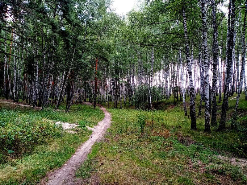 A Path in a Summer Birch Forest. Beautiful Green Background Stock Photo ...