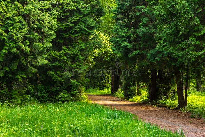 Path in summer city park stock image. Image of plant - 64534599