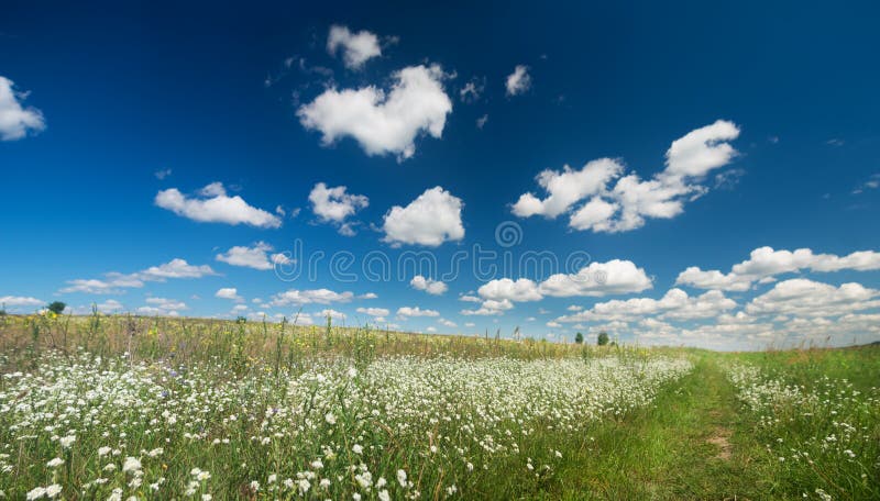 Big Field Of Flowers On Sunrise. Stock Photo - Image of growth, long ...