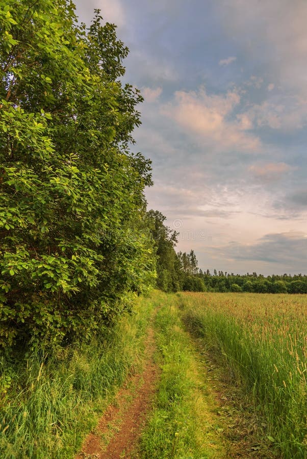 Path in a Summer Field in Sunset Time Stock Image - Image of land ...