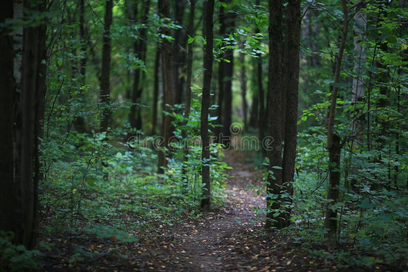 Path in summer forest stock photo. Image of path, plant - 61605820