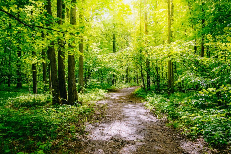 Path in the summer forest stock photo. Image of background - 185243150