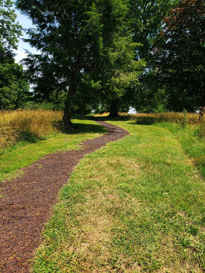 Path in the summer forest stock image. Image of summer - 190828411