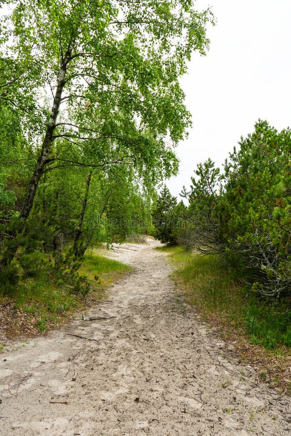 A Path in the Summer Forest. a Path in the Park on a Summer Day. Stock ...
