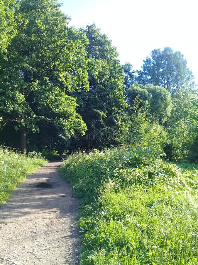 A path in a summer forest stock photo. Image of green - 124599934