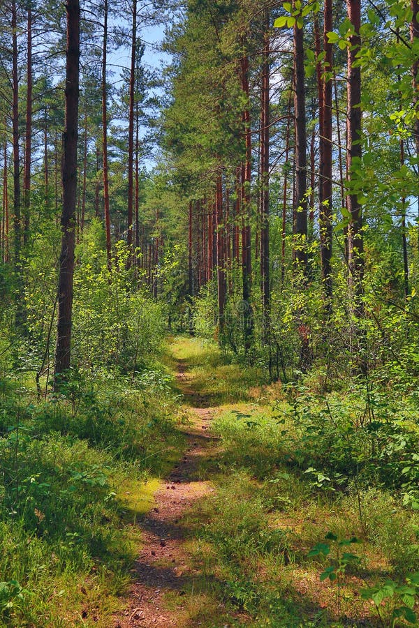 Path in Summer Forest with Pines Stock Image - Image of green, woods ...