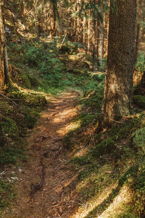 Path in Summer Forest at Sunny Day Stock Image - Image of background ...