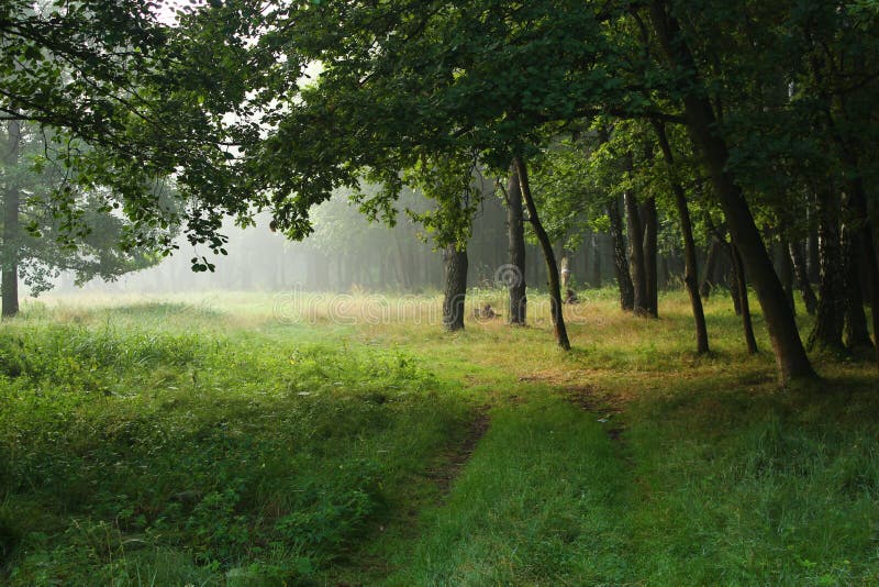Path in summer forest stock photo. Image of trail, path - 68586880