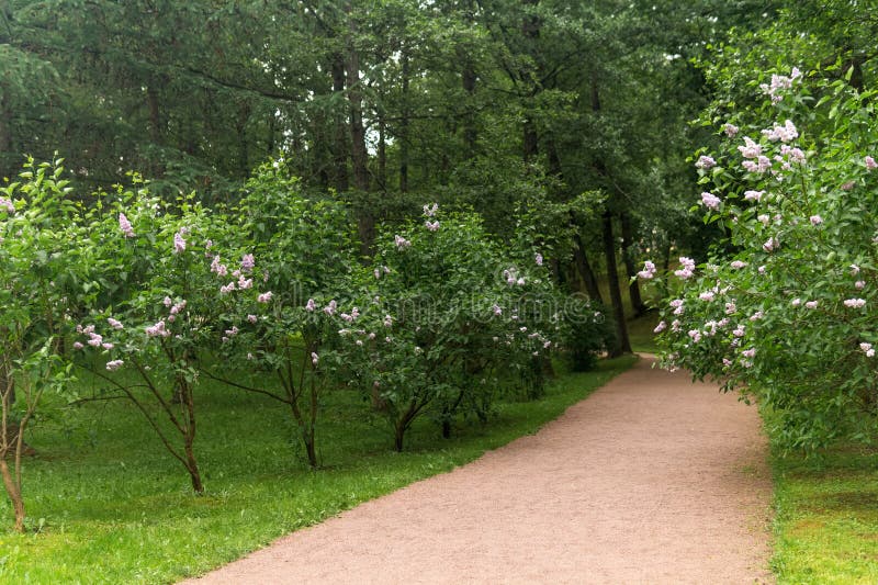 Path in the Summer Park among Lilac Bushes. Landscape with Green Trees ...