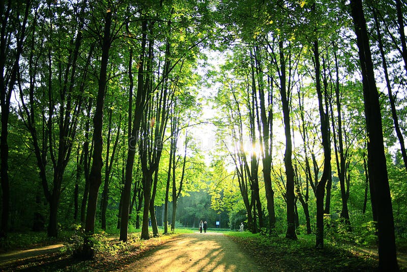 Path in Summer Sunny Forest Stock Photo - Image of morning, foliage ...