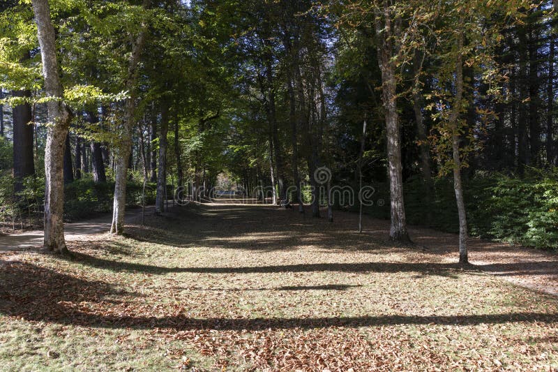 Path with Sun and Shadows of Trees with Earthen Ground and Leaves in ...