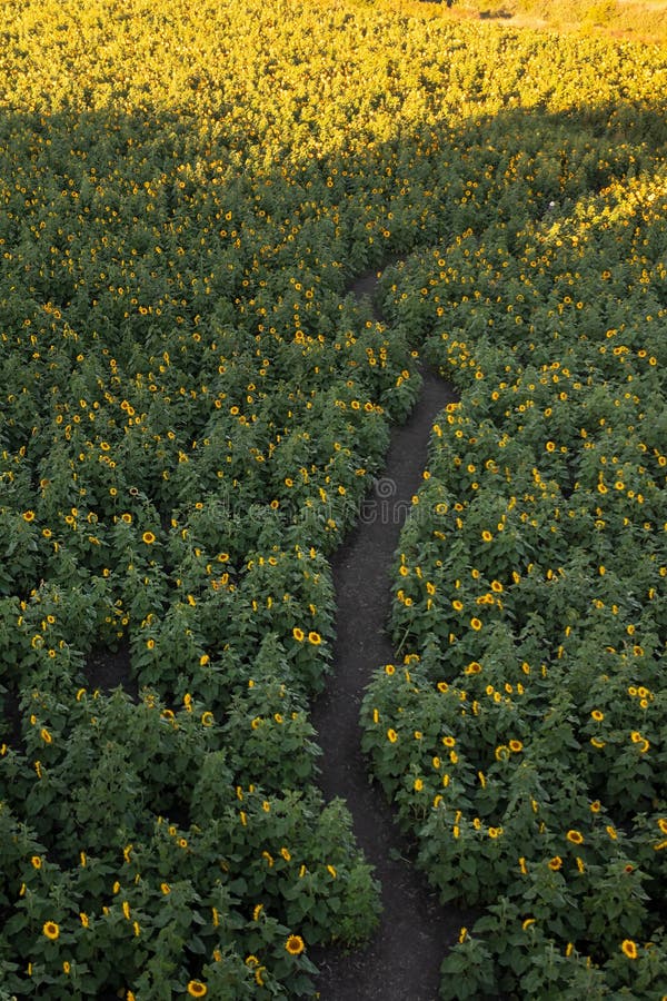 Path through Sunflower Field from Overhead Stock Image - Image of ...