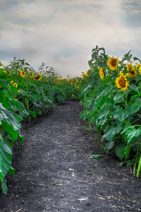 Path in Sunflower Field stock image. Image of bright - 263607865