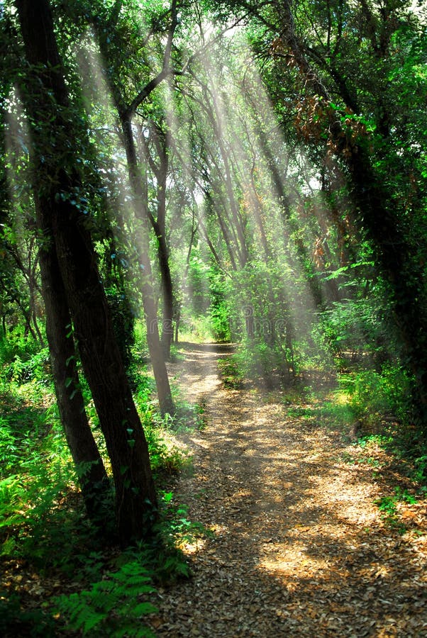 5,353 Sunlit Nature Path Stock Photos - Free & Royalty-Free Stock ...