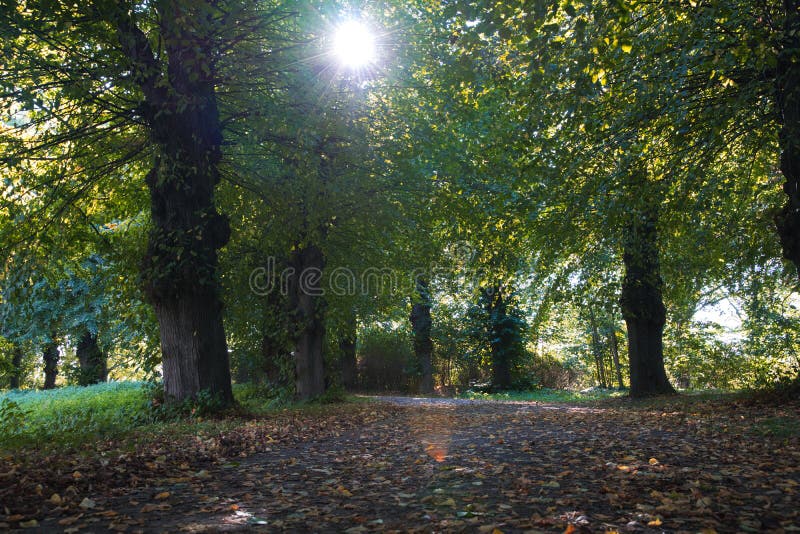Path in a Sunny Park in the Autumn Stock Image - Image of forest ...