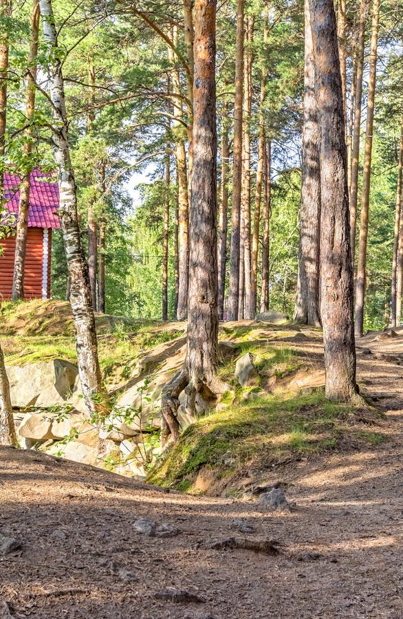 Path in a Sunny Pine Forest, Close-up Stock Image - Image of vertical ...