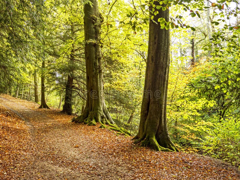 Path through a Sunny Wood with Fallen Autumn Leaves Stock Photo - Image ...