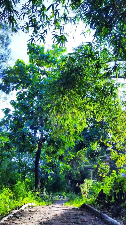 A Path Surrounded by Cool and Shady Trees Stock Image - Image of ...