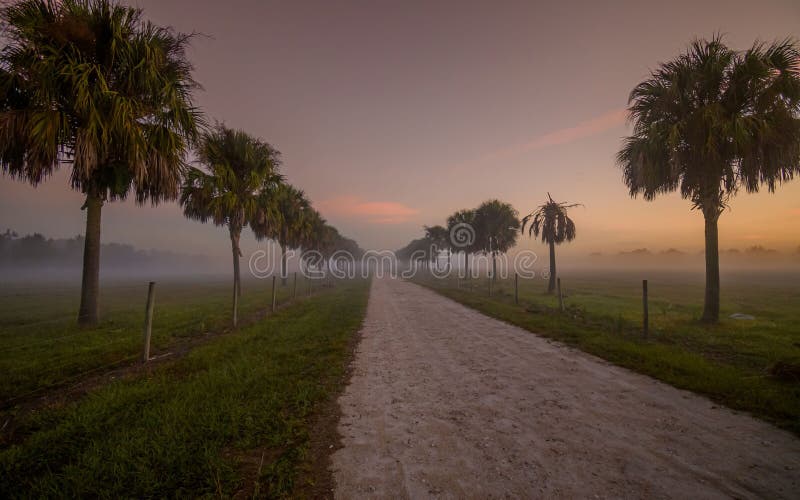 Path Surrounded by Palms in Old Florida during Sunset Stock Image ...