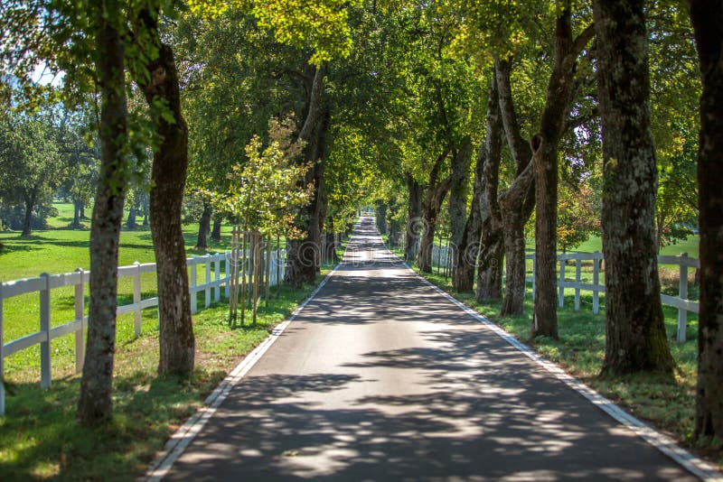 Path Surrounded by Trees in the Lipica, National Park in Slovenia Stock ...
