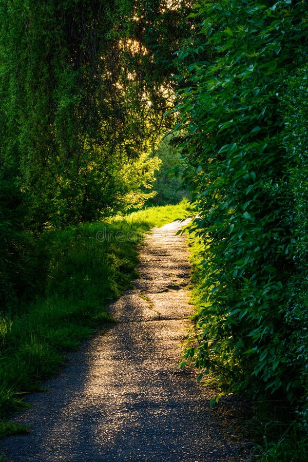 A Path Surrounded by Vegetation in the Park at Sunset. Stock Image ...
