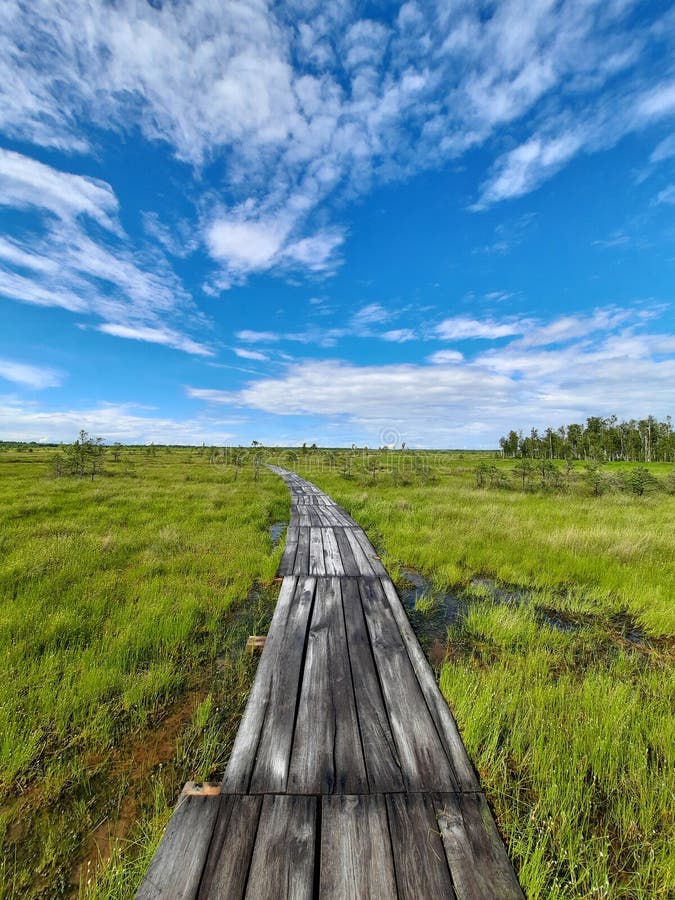 Path through the swamp stock photo. Image of plain, hill - 257482942