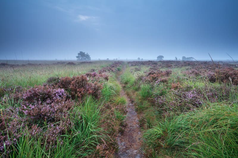 Path through Swamp with Flowering Heather Stock Photo - Image of green ...