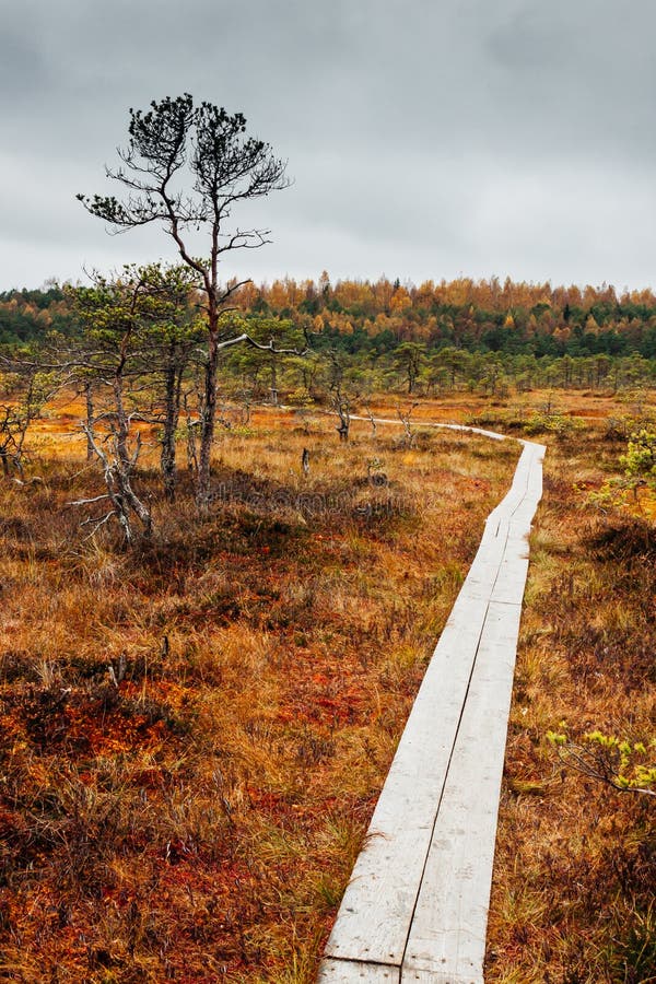 Path through a swamp stock photo. Image of forest, road - 62253920