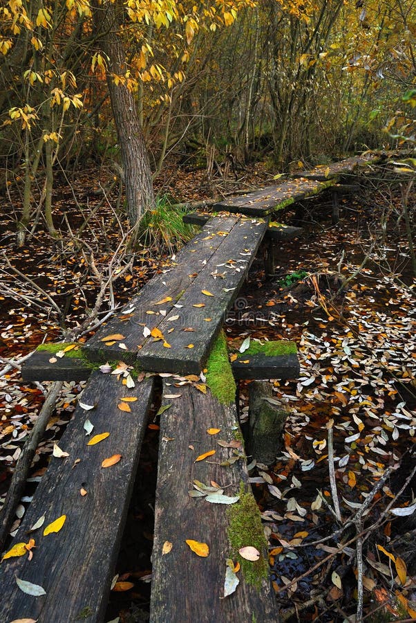 Path in the swamp stock photo. Image of forest, damp - 44834424