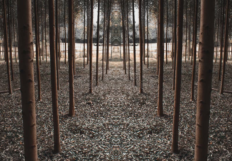 Two Symmetrical Trees with a Harvested Field on the Foreground and Blue ...