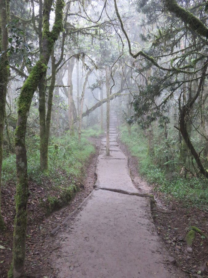 The Path Taken stock photo. Image of route, descent, mweka - 43611298