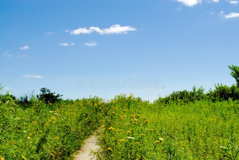 Path through Tall Grass and Flowers Stock Image - Image of field, blue ...